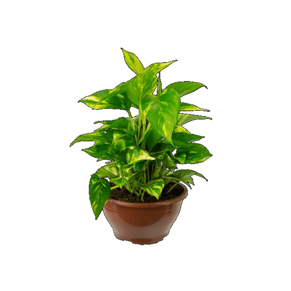 PLANTA JIBOIA VERDE C21 - supermercadosimperatriz